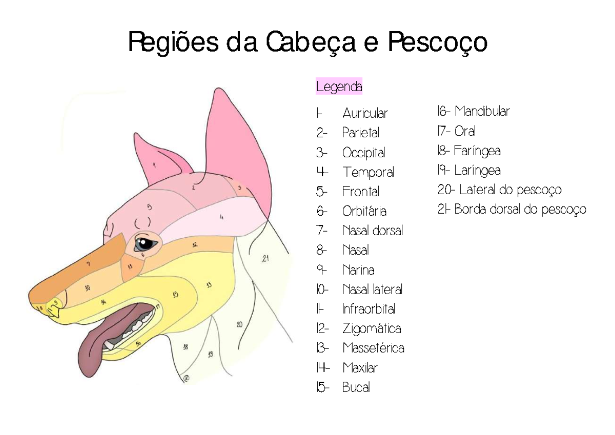 Anatomia Topográfica: Regiões da Cabeça, Pescoço e Corpo - Studocu