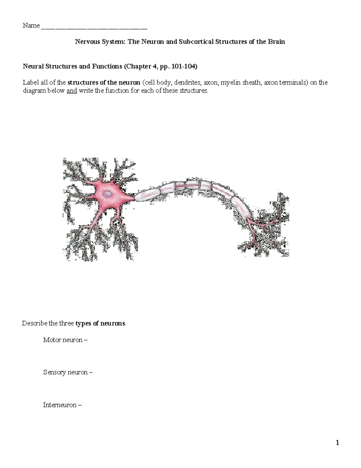 Neuroscience Study Guide: Neuron Structures & Brain Functions (Ch. 4 ...