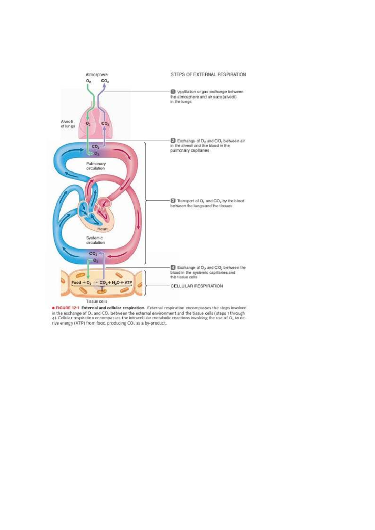 Anatomy of External Respiration: Steps of O₂ and CO₂ Exchange - Studocu