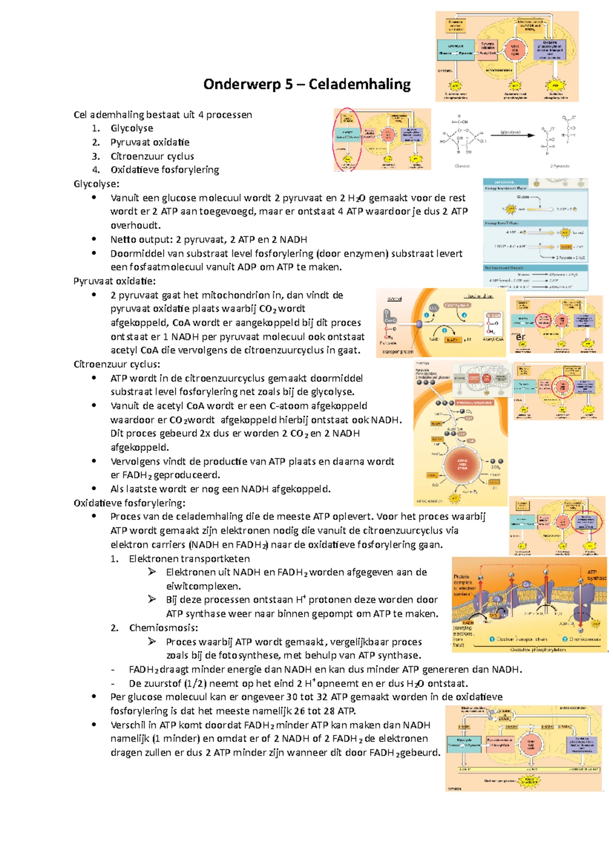 cellen (plantaardige cel) - Plantaardige cel Organellen Celwand ...