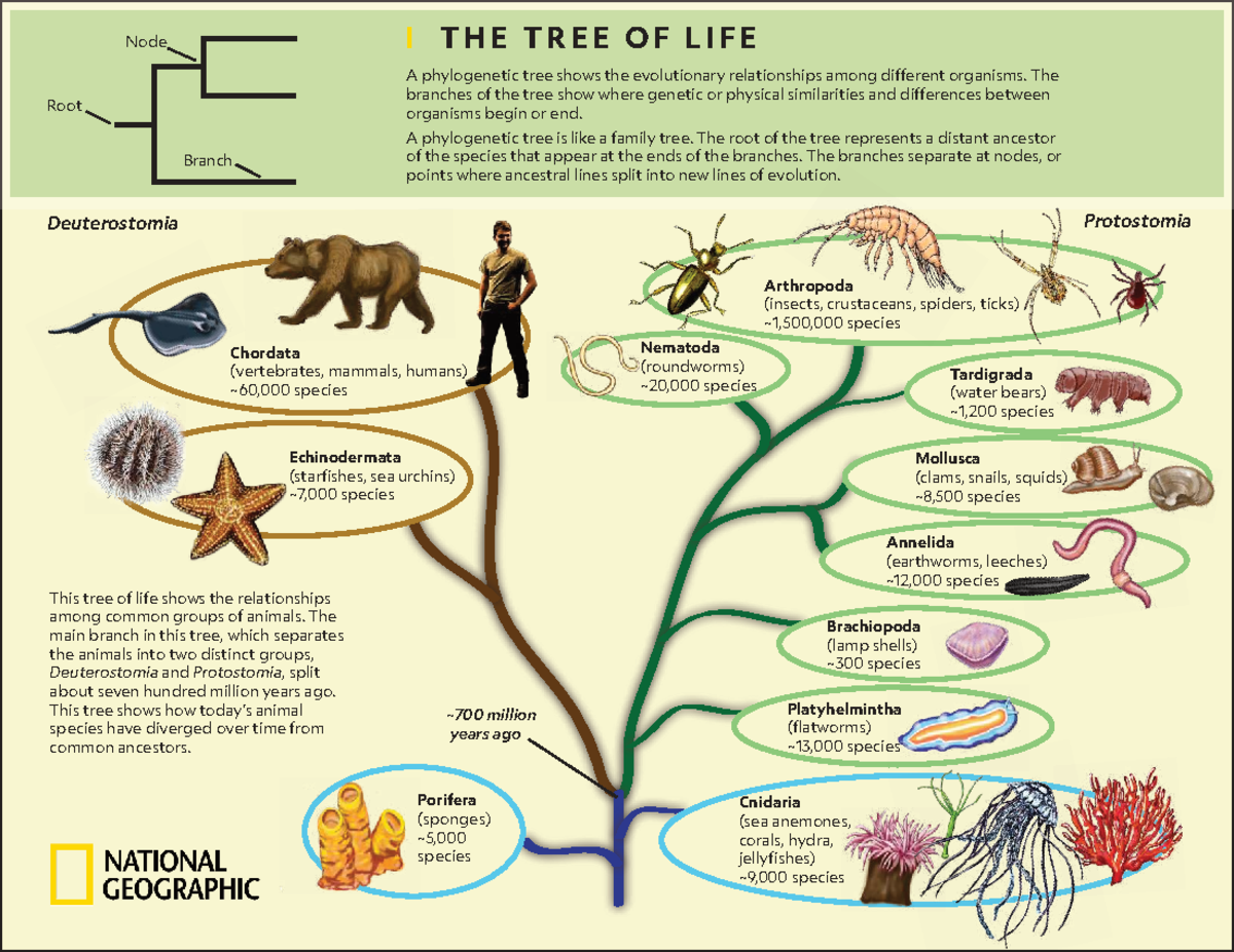 I THE TREE OF LIFE: Phylogenetic Relationships Explained - Studocu