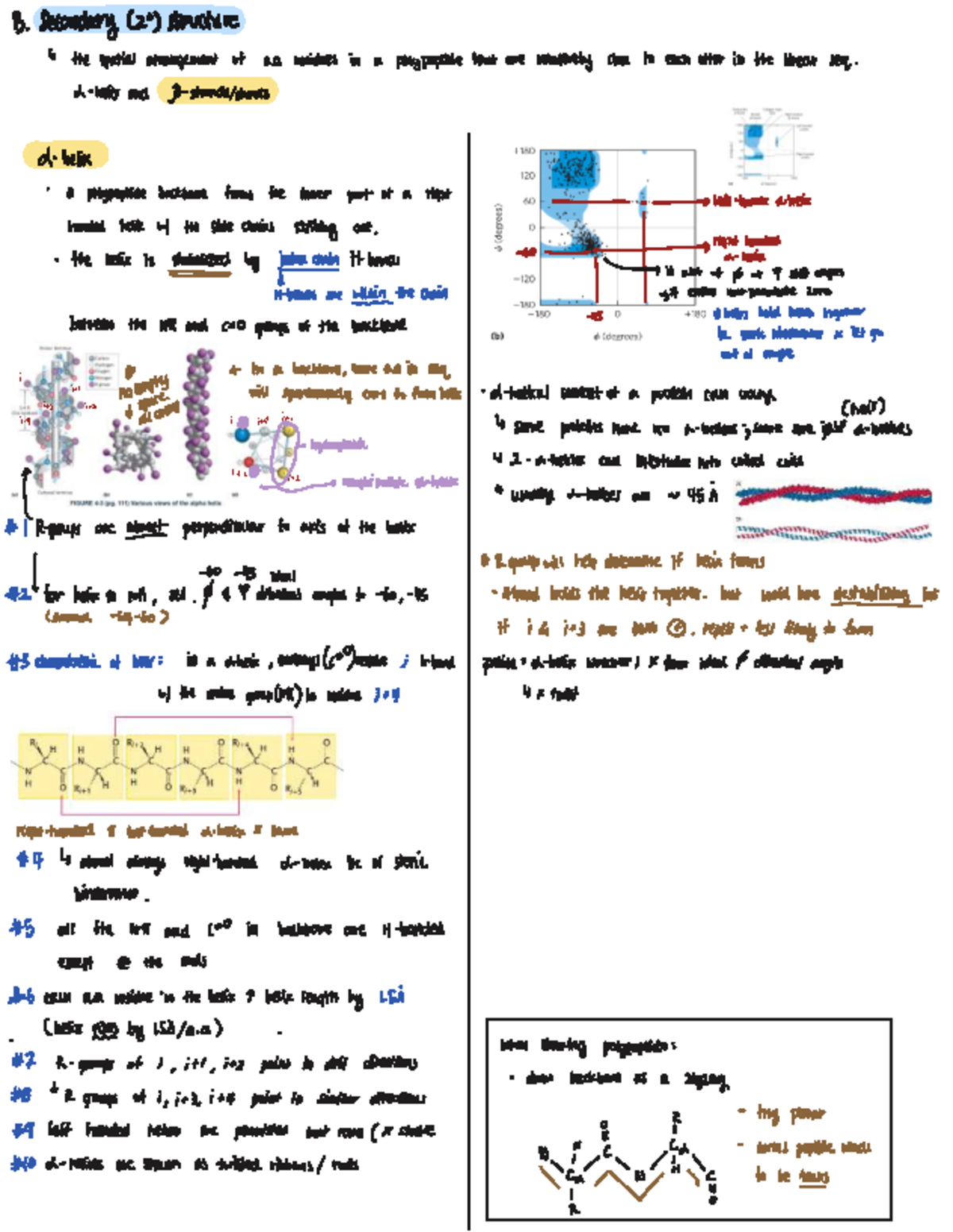Biochem Notes 1: Secondary Structure of Polypeptides and Helices - Studocu