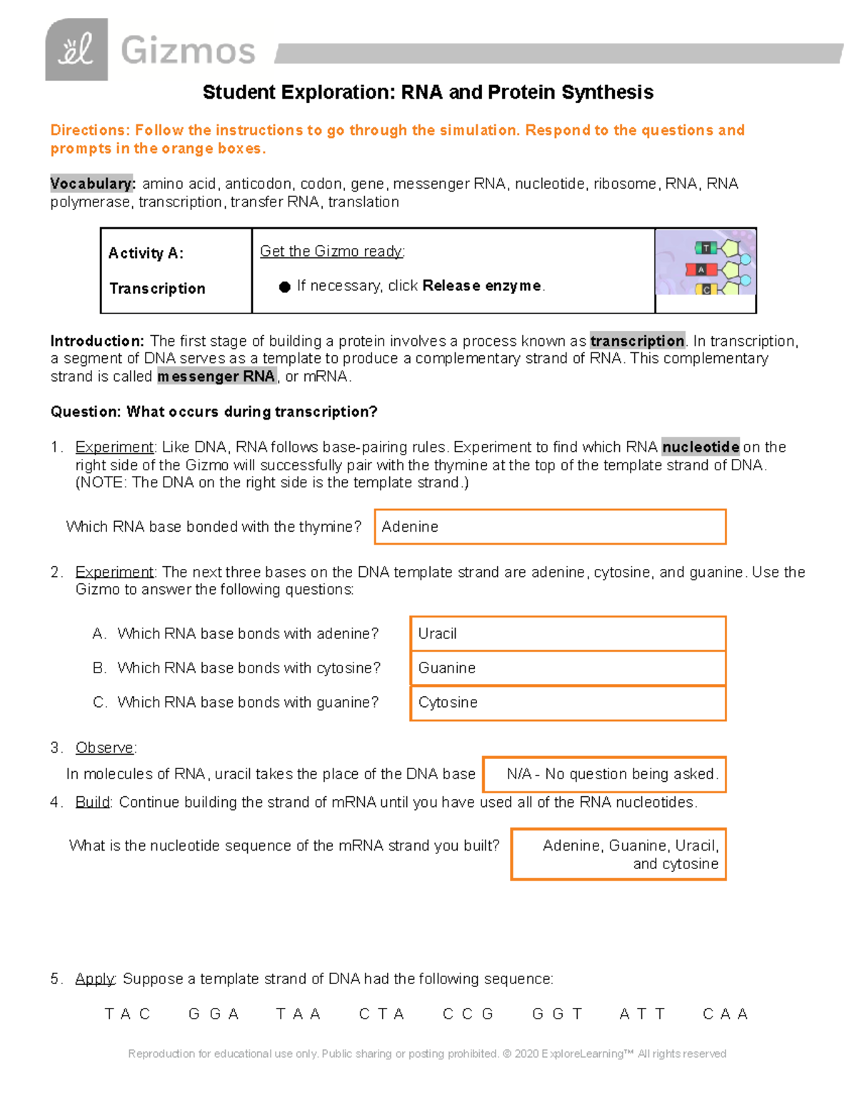 RNA and Protein Synthesis: Exploration with Gizmo Activity Guide - Studocu