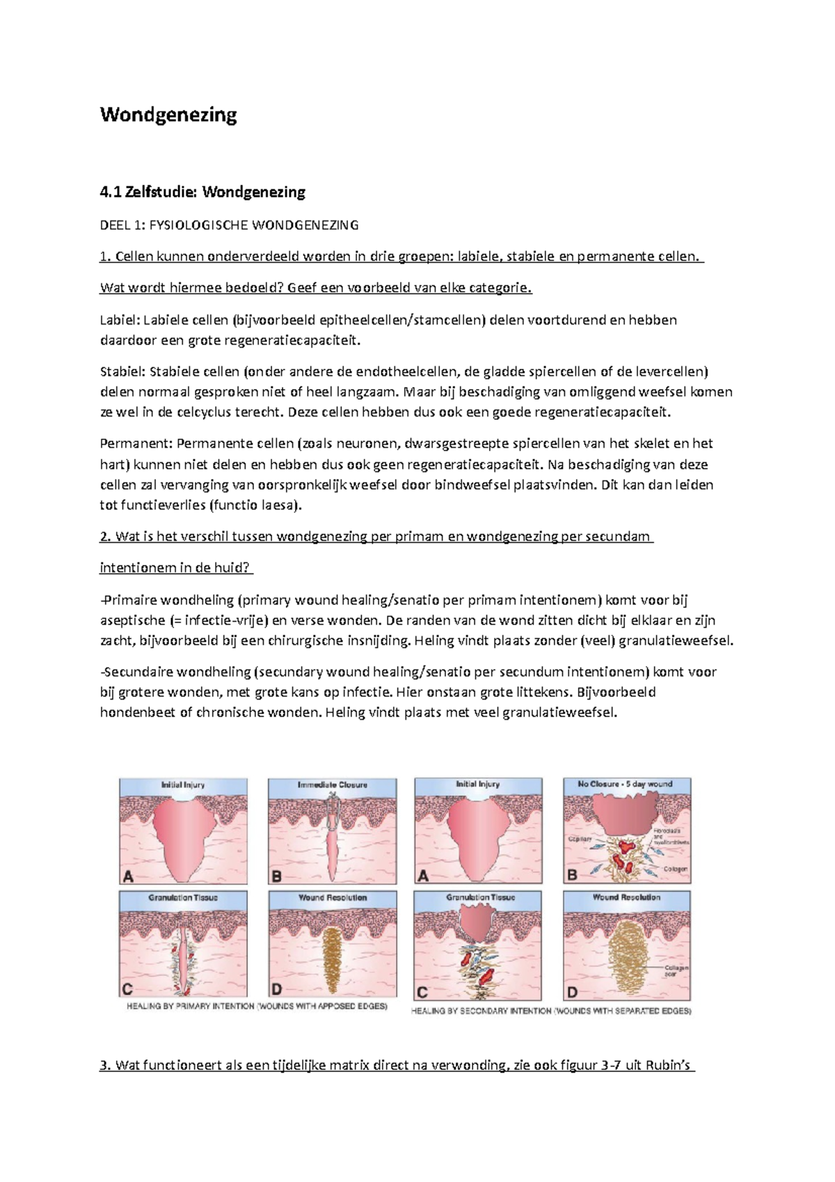 Wondgenezing en Pathofysiologie: Fysiologische en Pathologische Aspecten - Studeersnel