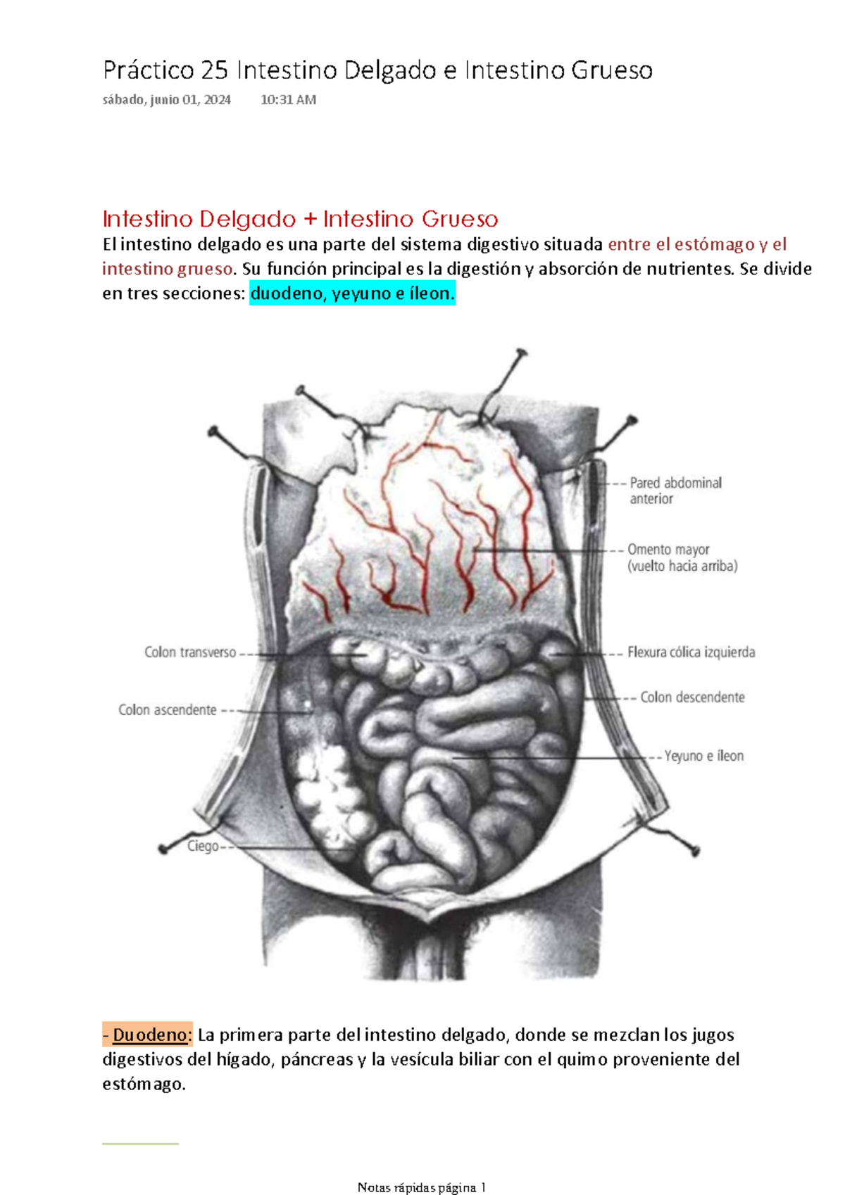 Imagen Anatómica Del Intestino Delgado Aparato Digestivo Dentro De