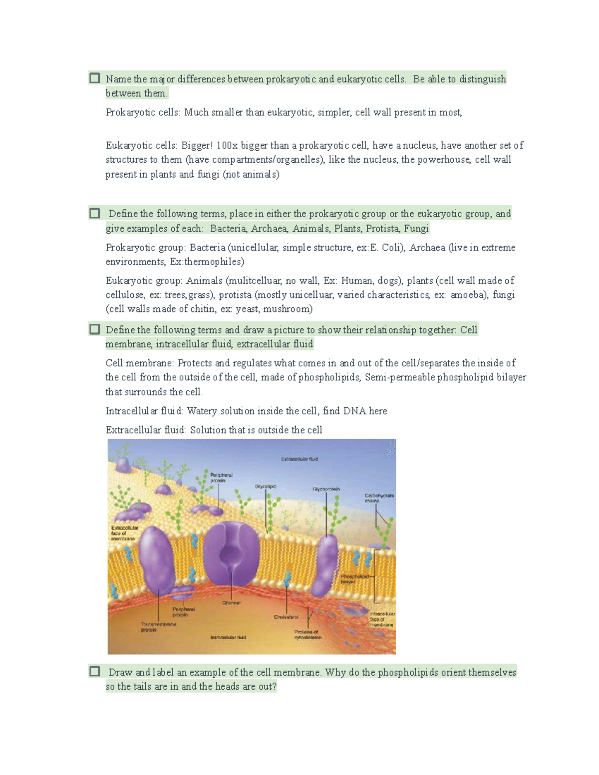 Cell Structure and Function Study Guide 3: Prokaryotes vs. Eukaryotes ...