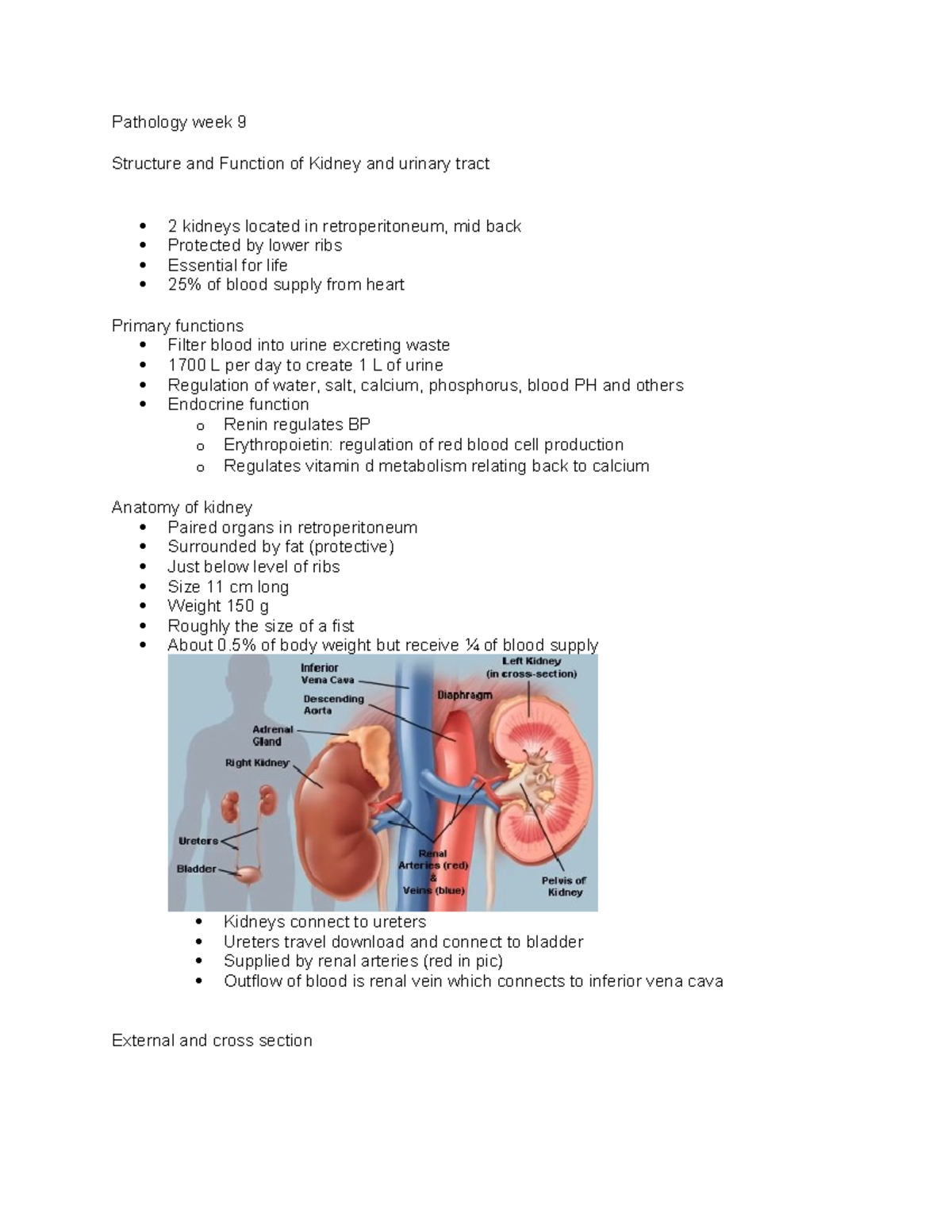 Pathology 9 - Kidney Structure & Function Lecture Notes - Studocu