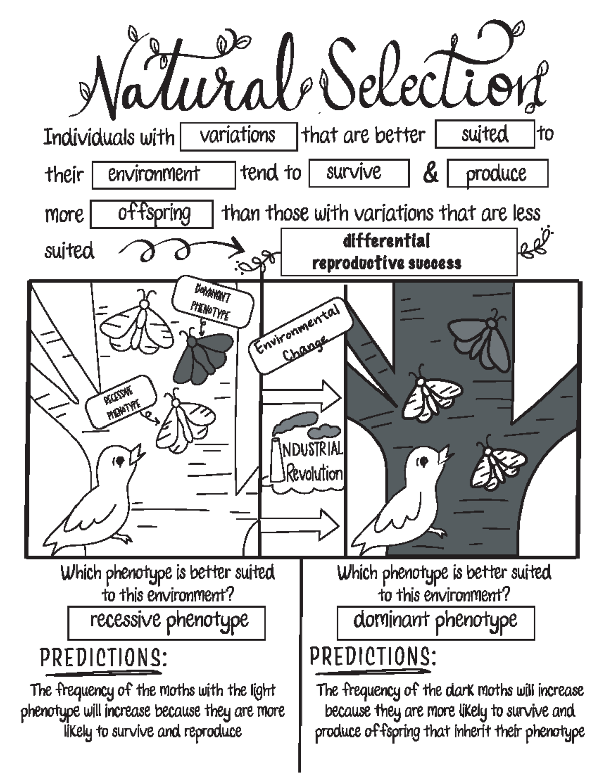 Natural Selection Overview and Implications in Biology - Individuals ...