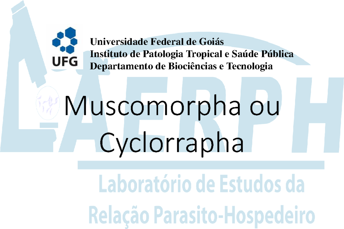 Muscomorpha: Classificação e Biologia dos Insetos Diptera 2025 - Studocu