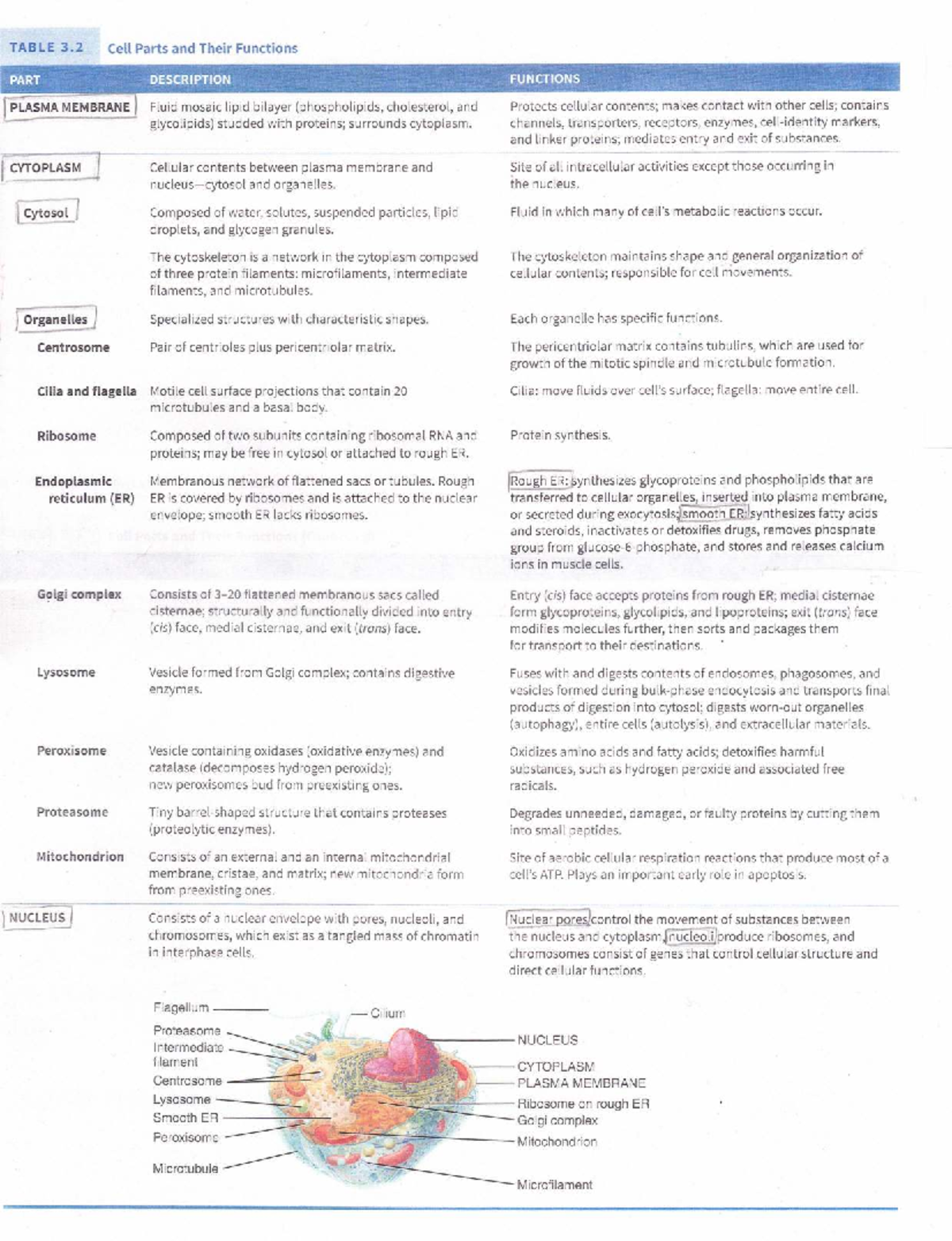 Cell Structure & Function Chart (BIO101) - Studocu