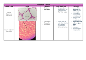 HUMAN TISSUES: Structure, Composition, and Functions - EXERCISE NO. 3 ...