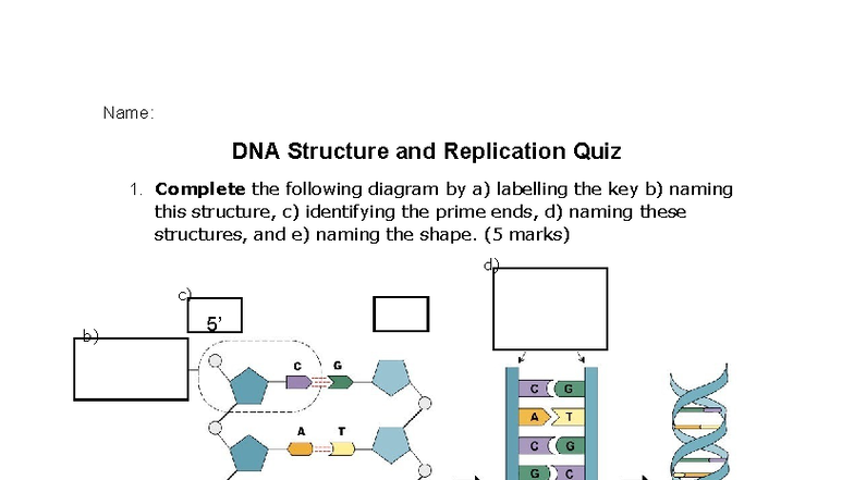DNA Structure & Replication Quiz 1: Diagram & Enzyme Matching - Studocu