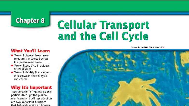 Biology 8: Cellular Transport & Cell Cycle Overview - Studocu