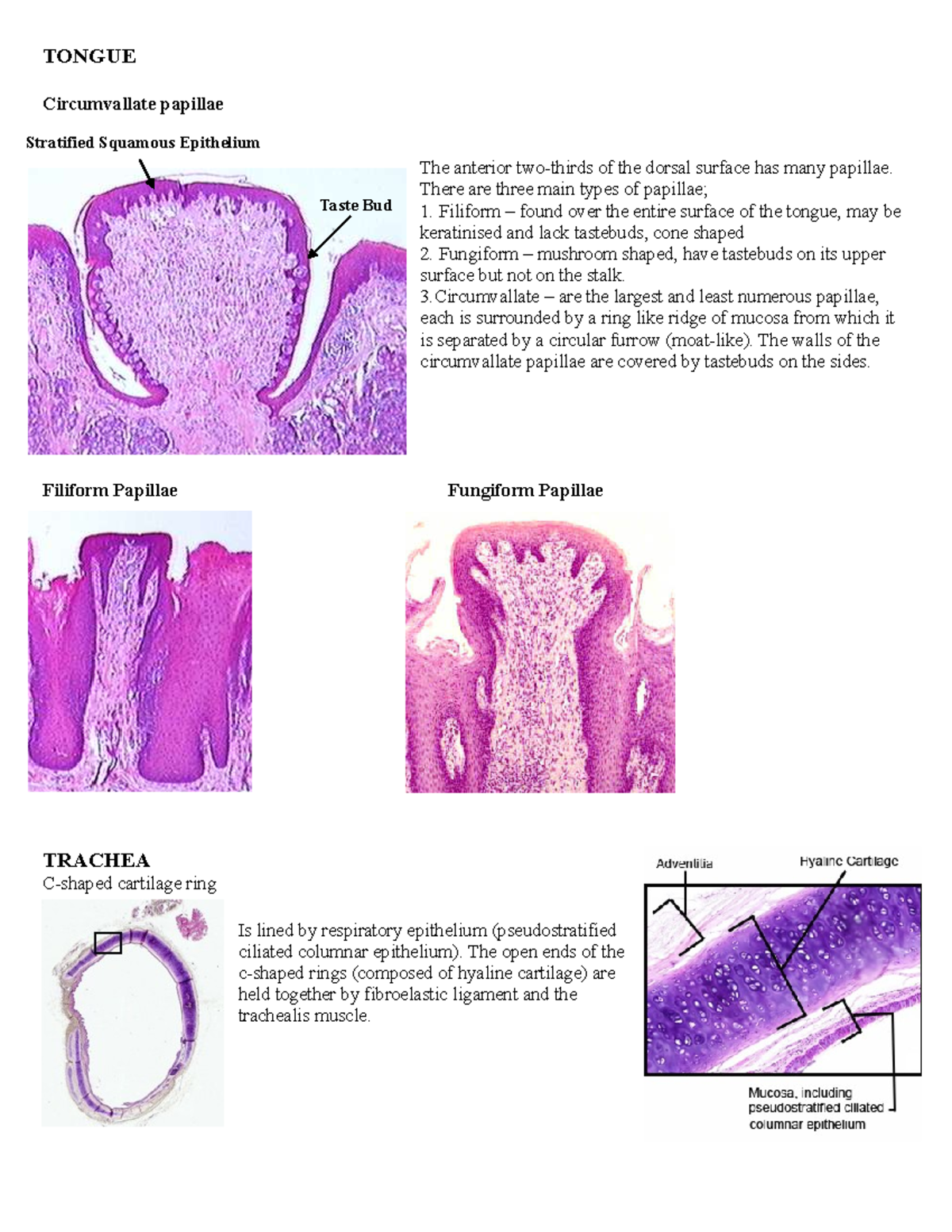 Filiform Papillae Histology
