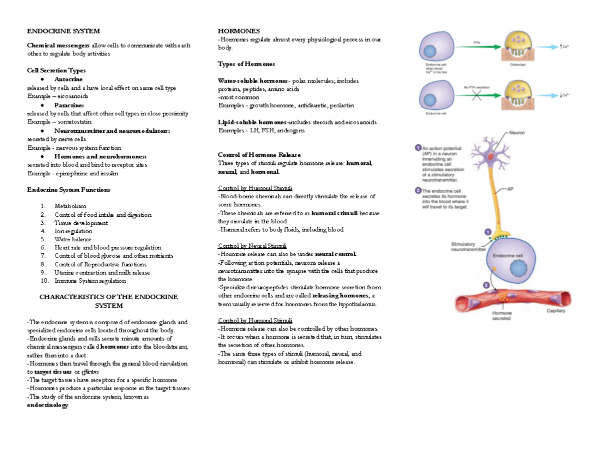 Endocrine System Notes: Overview and Hormonal Functions Summary - Studocu