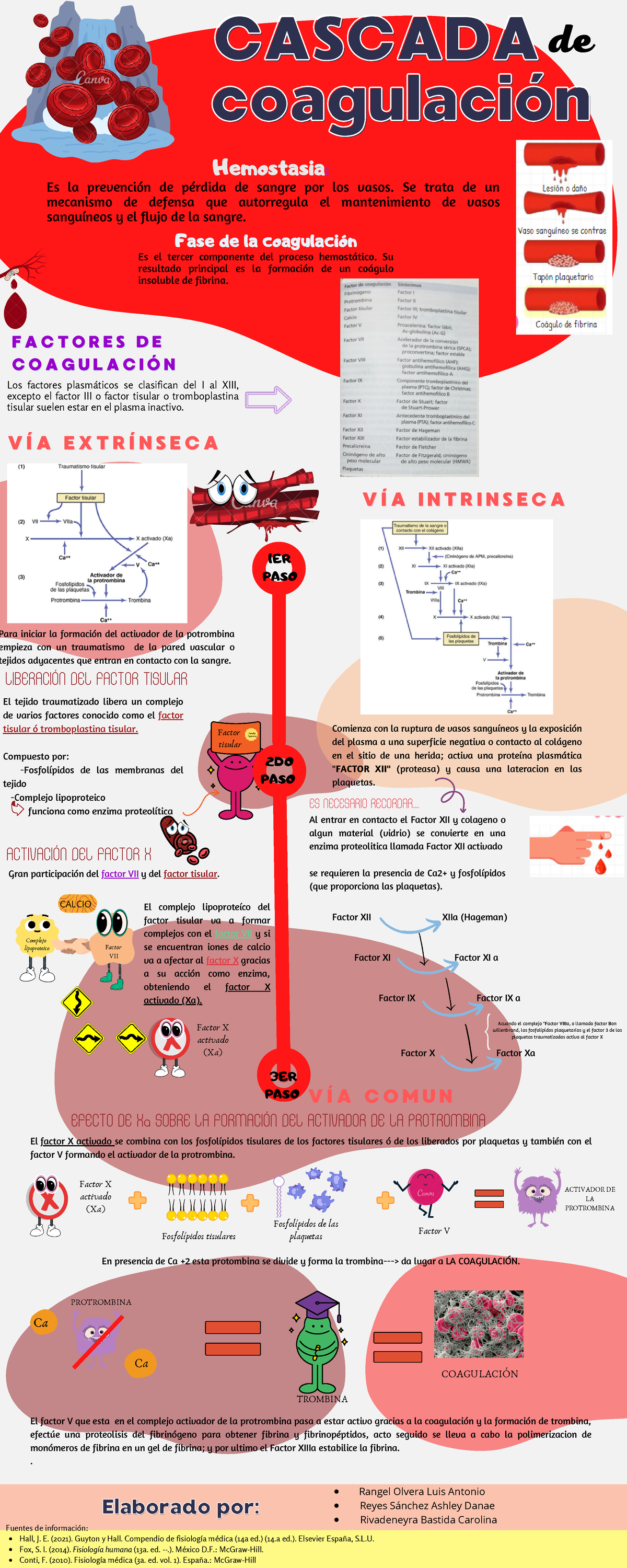 Cascada de Coagulación: Mecanismos y Factores en el Proceso - Studocu