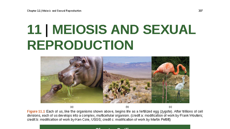 Chapter 11: Meiosis and Mendel's Laws of Sexual Reproduction - Studocu