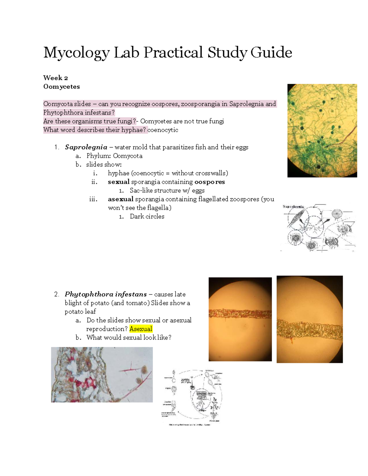 Mycology Lab Practical Study Guide: Oomycetes & Fungal Structures (BIO ...