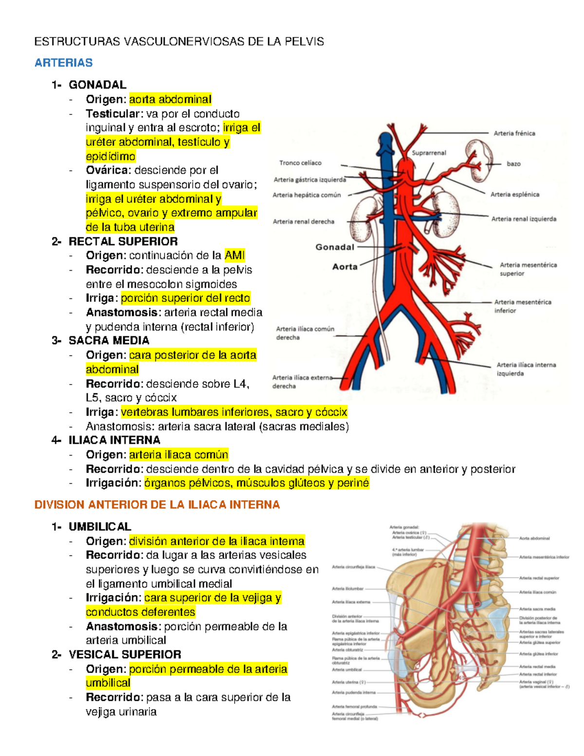 180458 - Repaso - ESTRUCTURAS VASCULONERVIOSAS DE LA PELVIS ARTERIAS 1 ...