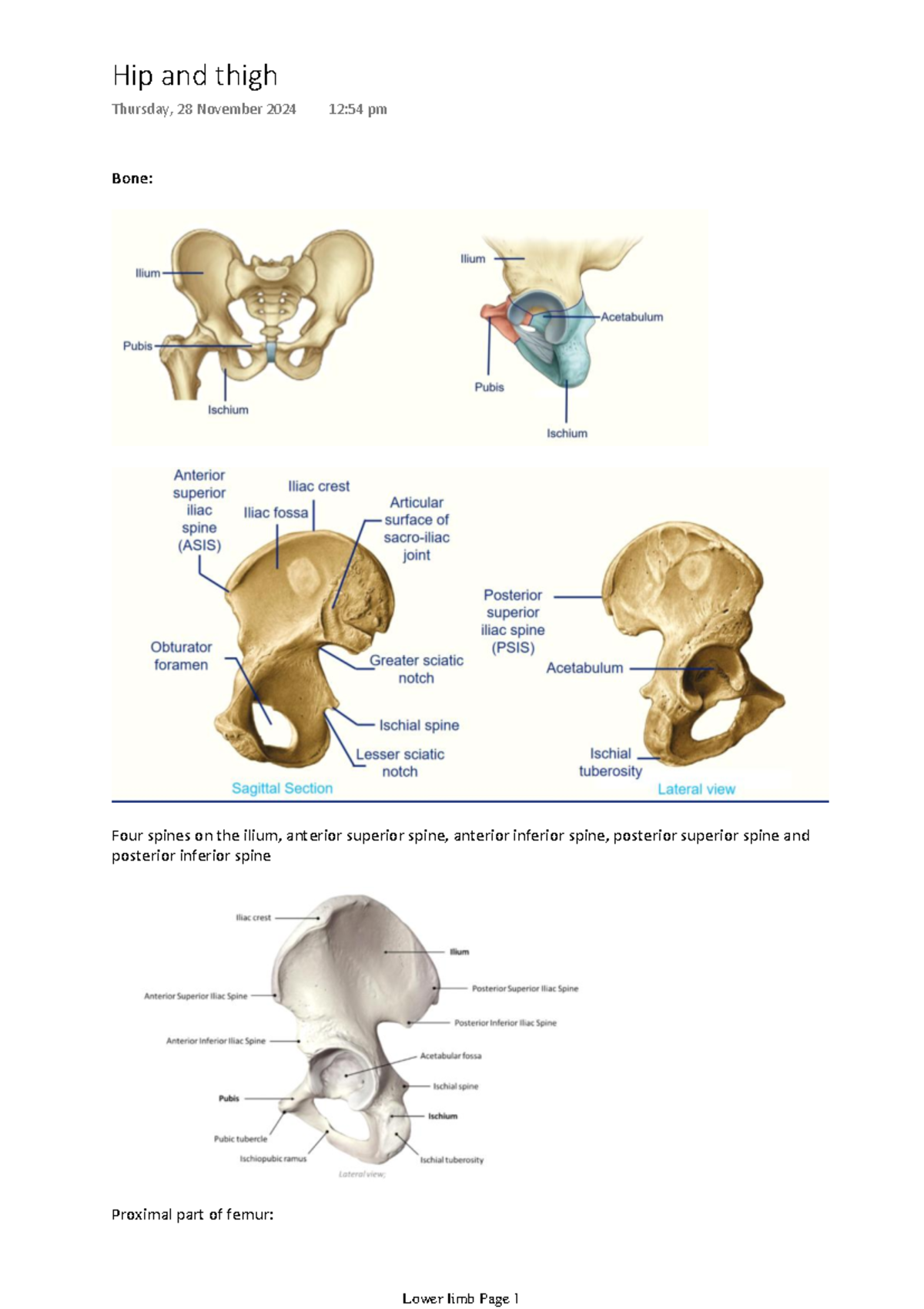 Lower Limb Anatomy and Function: Hip, Knee, and Ankle Overview - Studocu