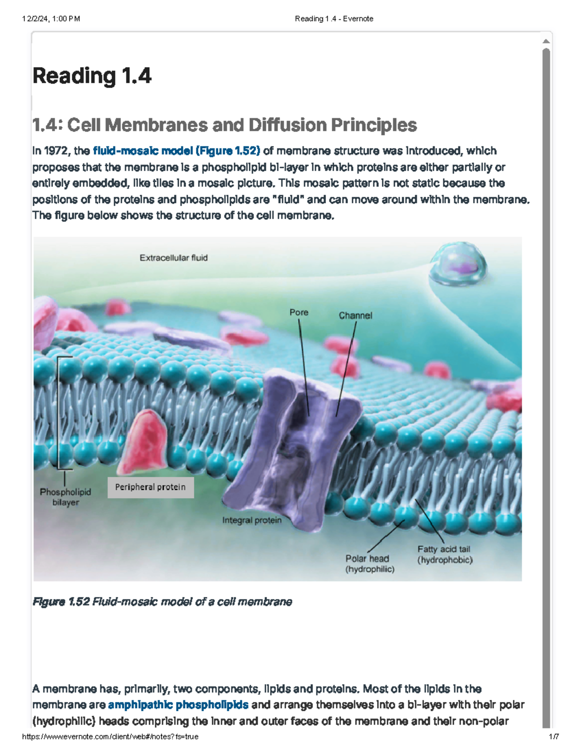 1.4: Cell Membranes and Diffusion Principles - Reading 1. 1 Cell ...