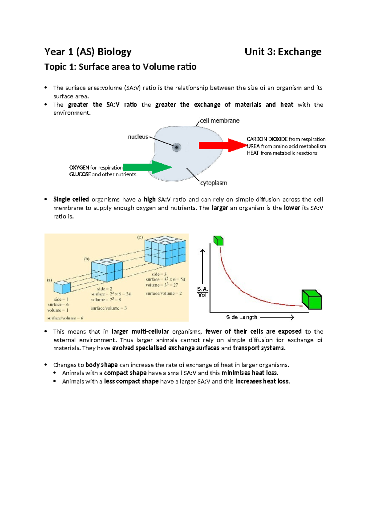 3 - Surface area to volume ratio of organisms notes - Year 1 (AS ...