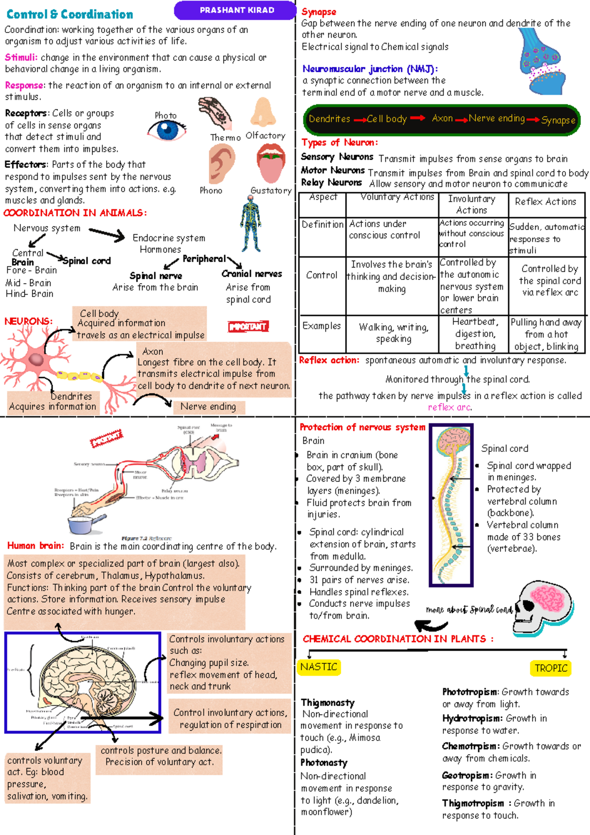 Control and Coordination Cheat Notes - Biology 101 (Prashant Kirad ...