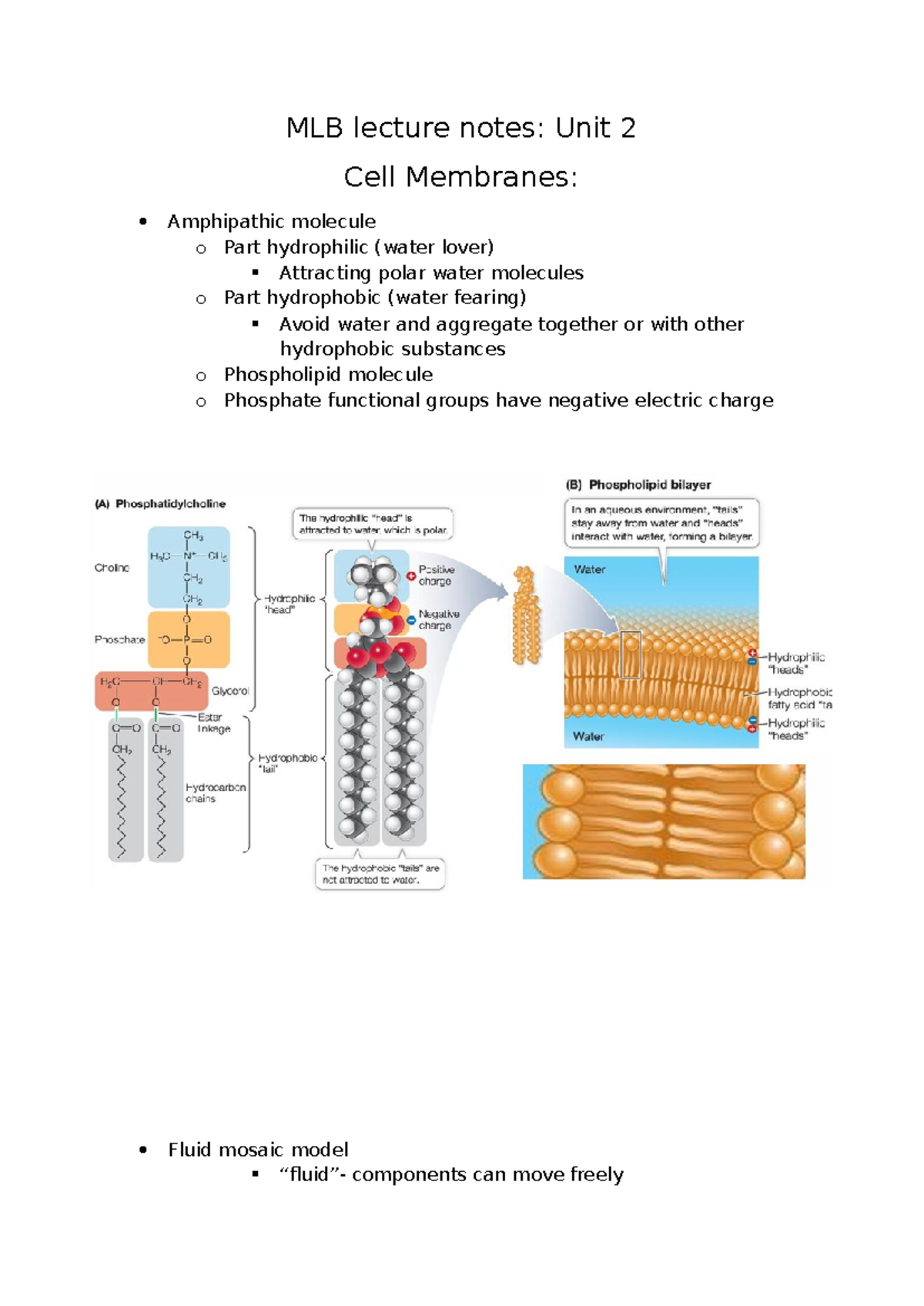 C2 MLB Lecture Notes: Unit 2 - Cell Membranes Overview and Functions ...
