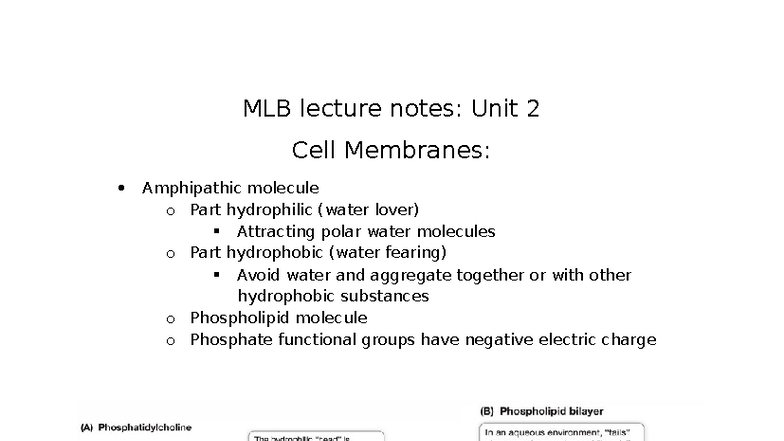 C2 MLB Lecture Notes: Unit 2 - Cell Membranes Overview and Functions ...