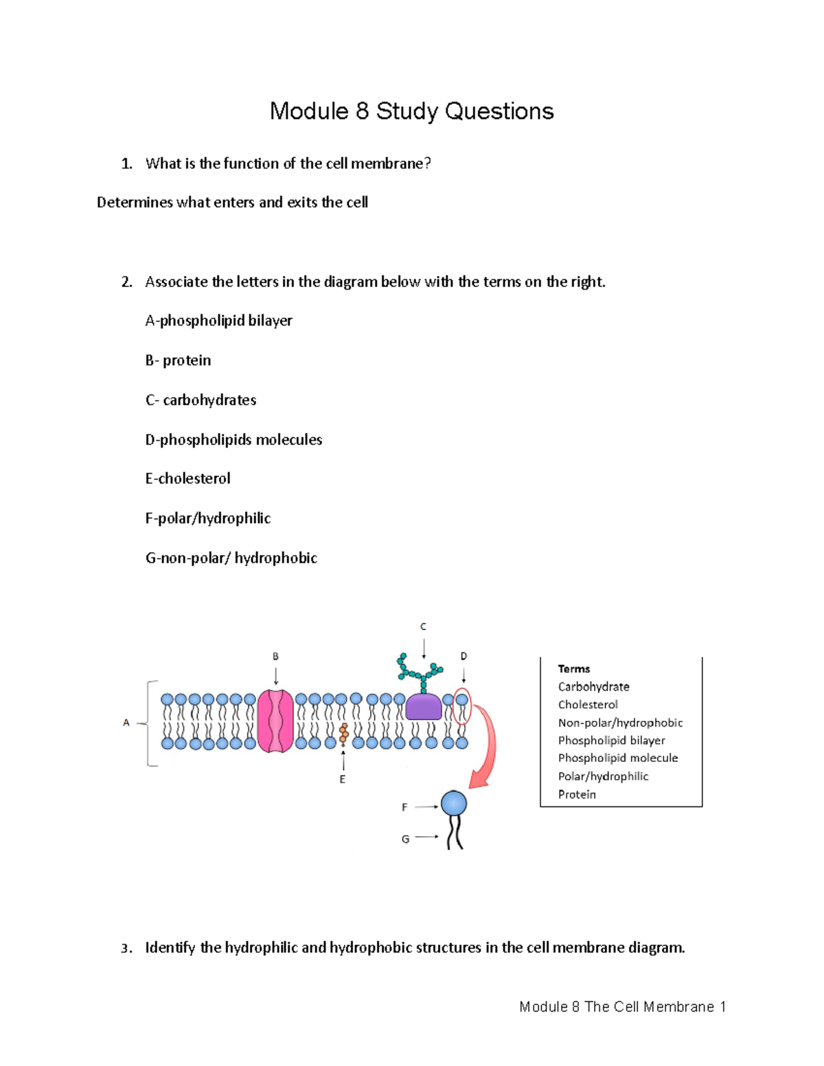 Module 8 Study Questions: Understanding the Cell Membrane Functions ...