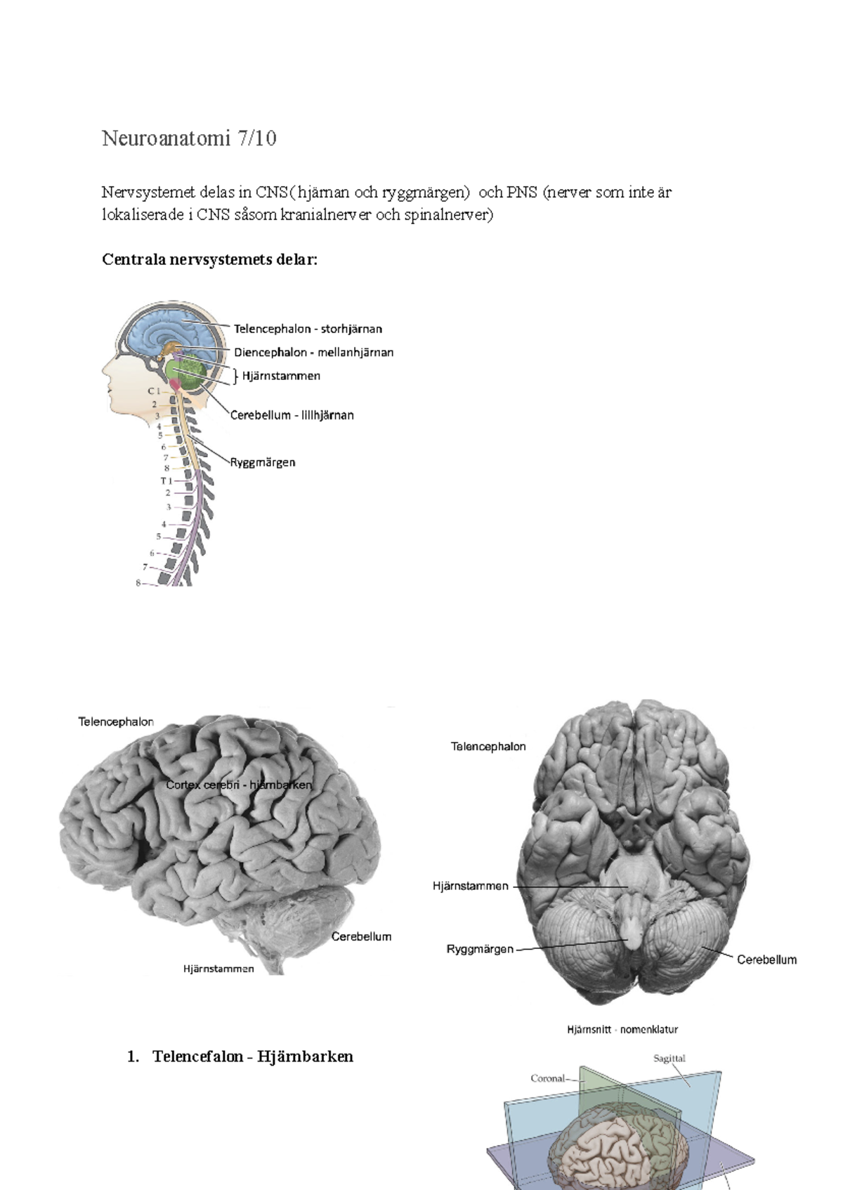 Neuroanatomi - Telencefalon - Hjärnbarken 2. Diencefalon ...