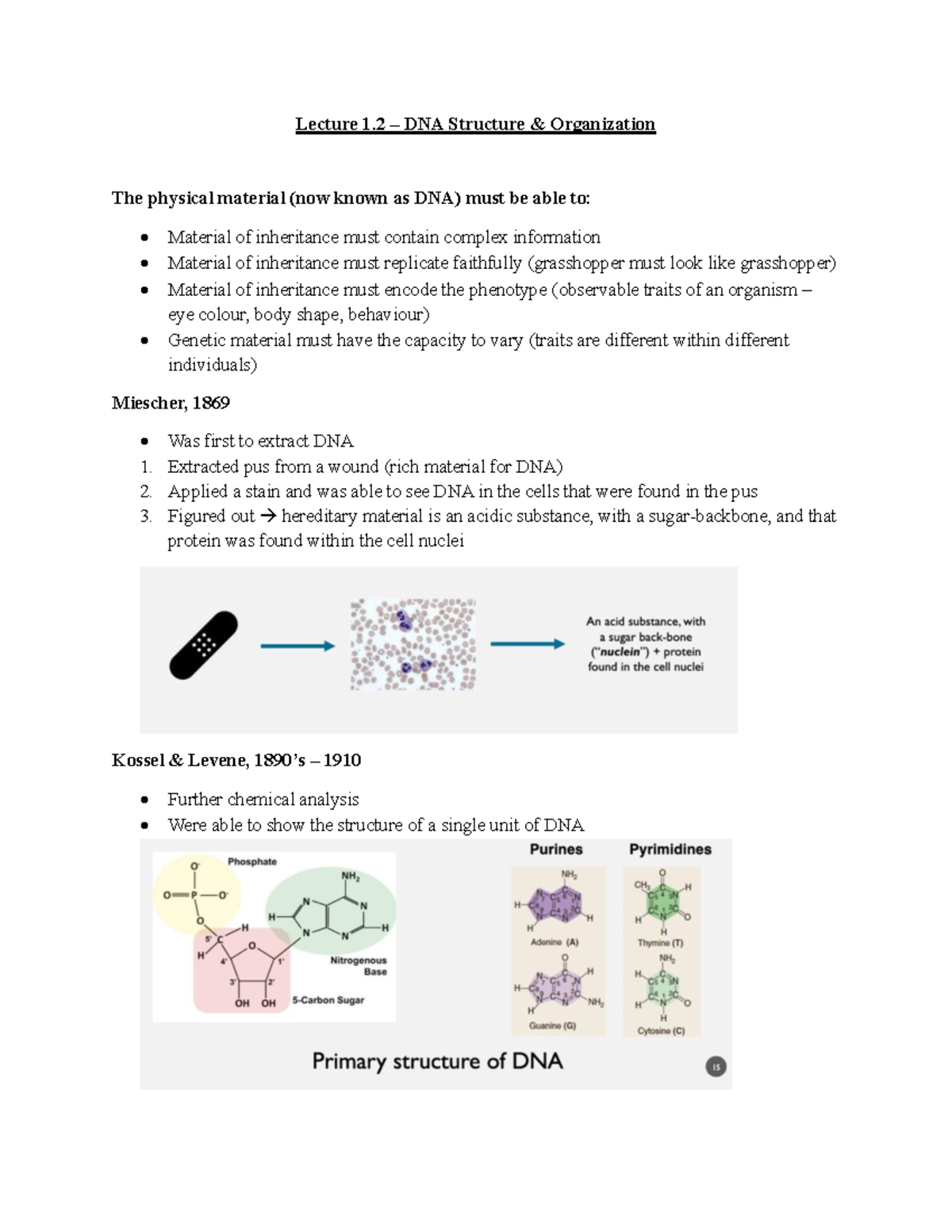 BIOL2104 Lecture 1 Notes: DNA Structure & Organization Overview - Studocu