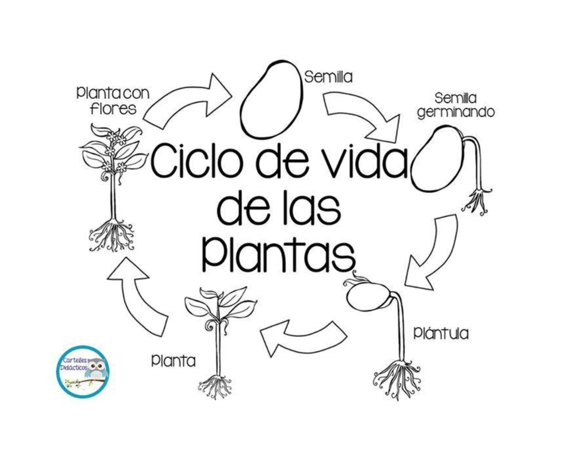 Ciclo DE VIDA DE UNA Planta - Aprendizaje en el Servicio - Semilla ...