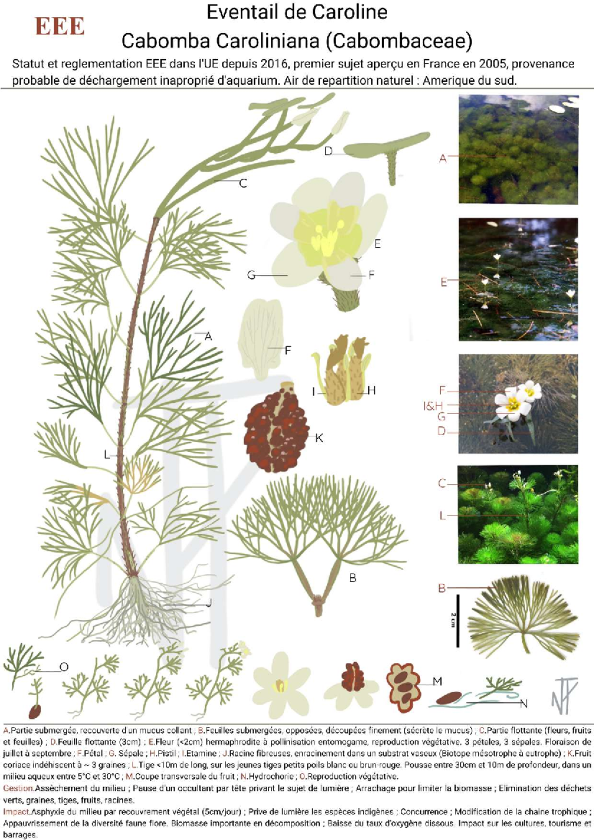 Cabomba caroliniana - Fiche plante EEE - Eventail de Caroline Cabomba ...