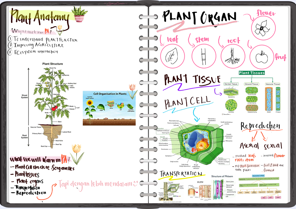 Plant anatomy C: Understanding plant organs and their functions - Studocu