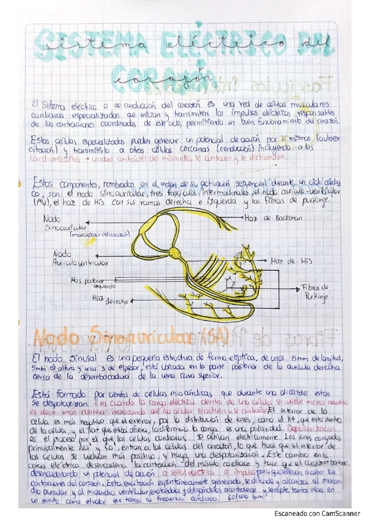 Sistema DE Coducción DEL Corazón- Emily Cañola - alecteino del Y El ...