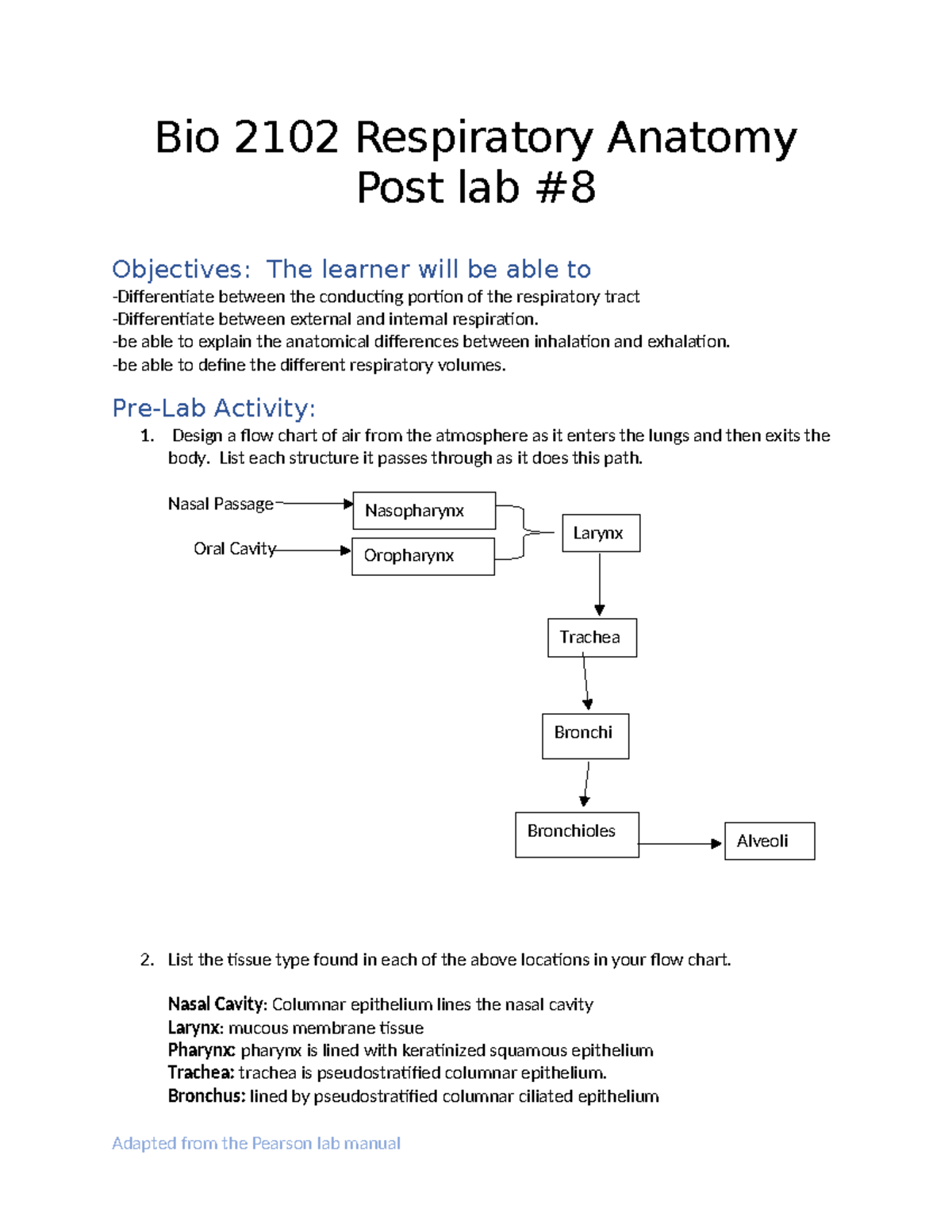 Bio 2102 Respiratory Anatomy Post Lab #8: Anatomy & Functions Overview ...