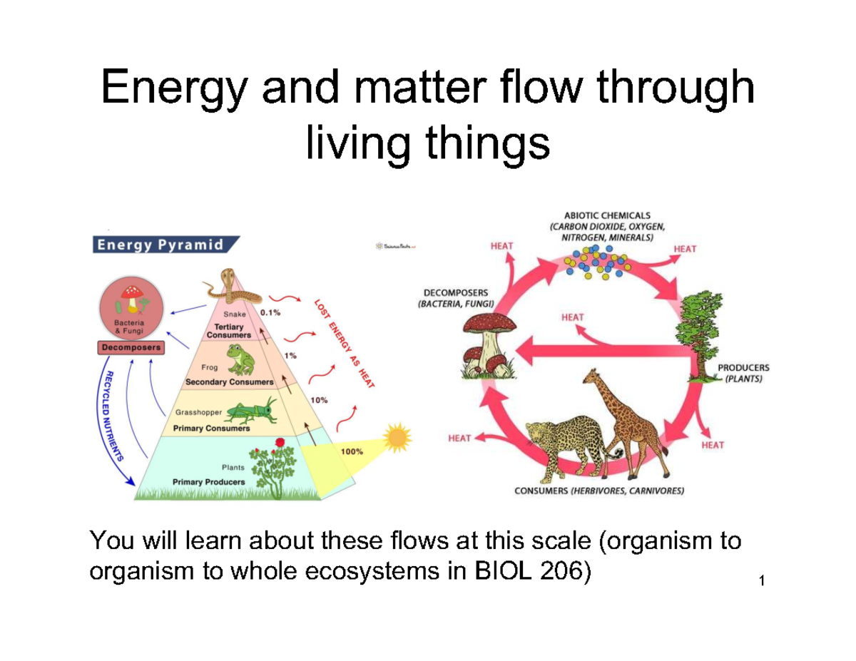 BIOL 206 Midterm Study Guide: Energy Flow & Chemical Reactions - Studocu