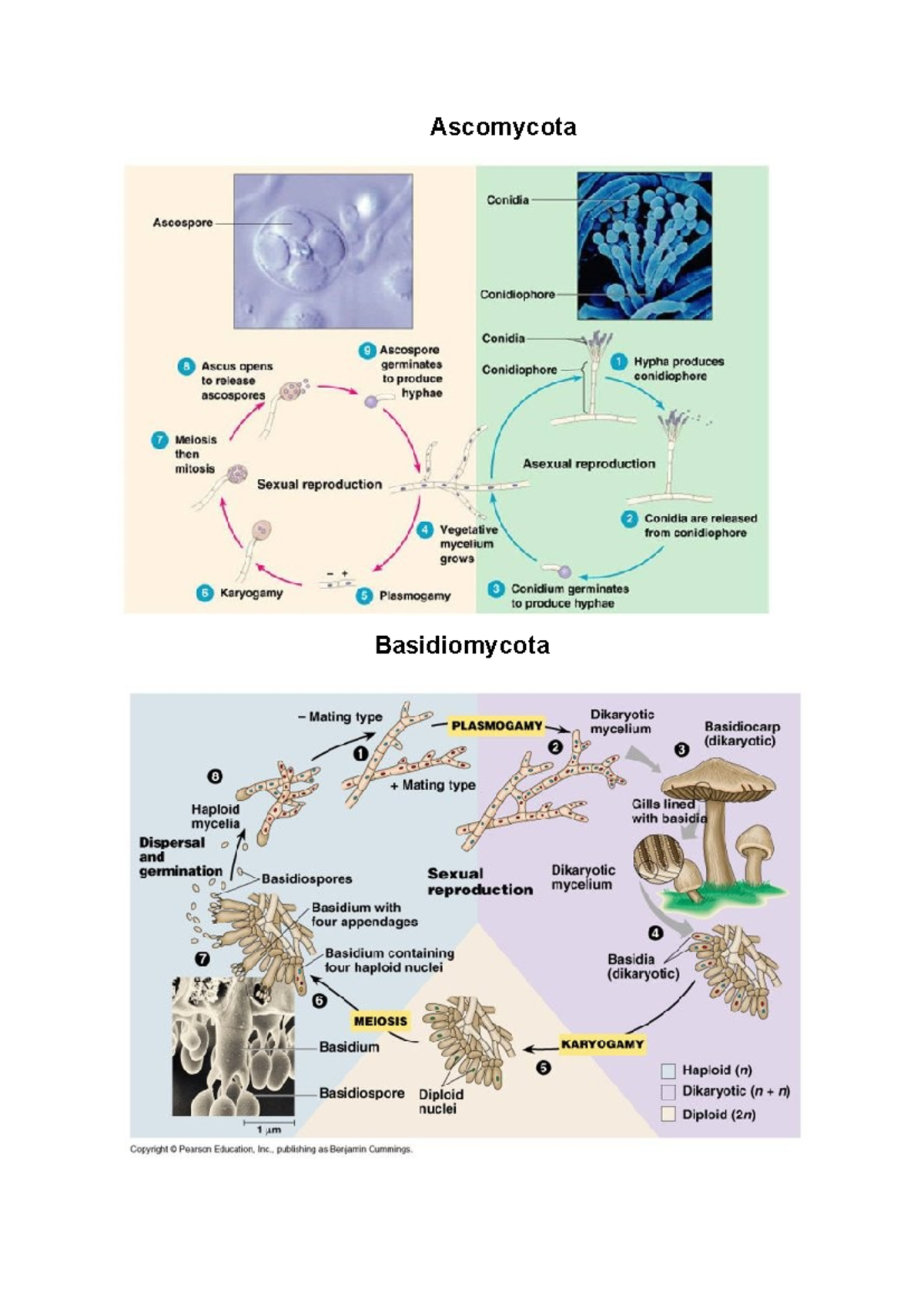Ascomycota en basidiomycota - Biodiversiteit van planten - Ascomycota ...