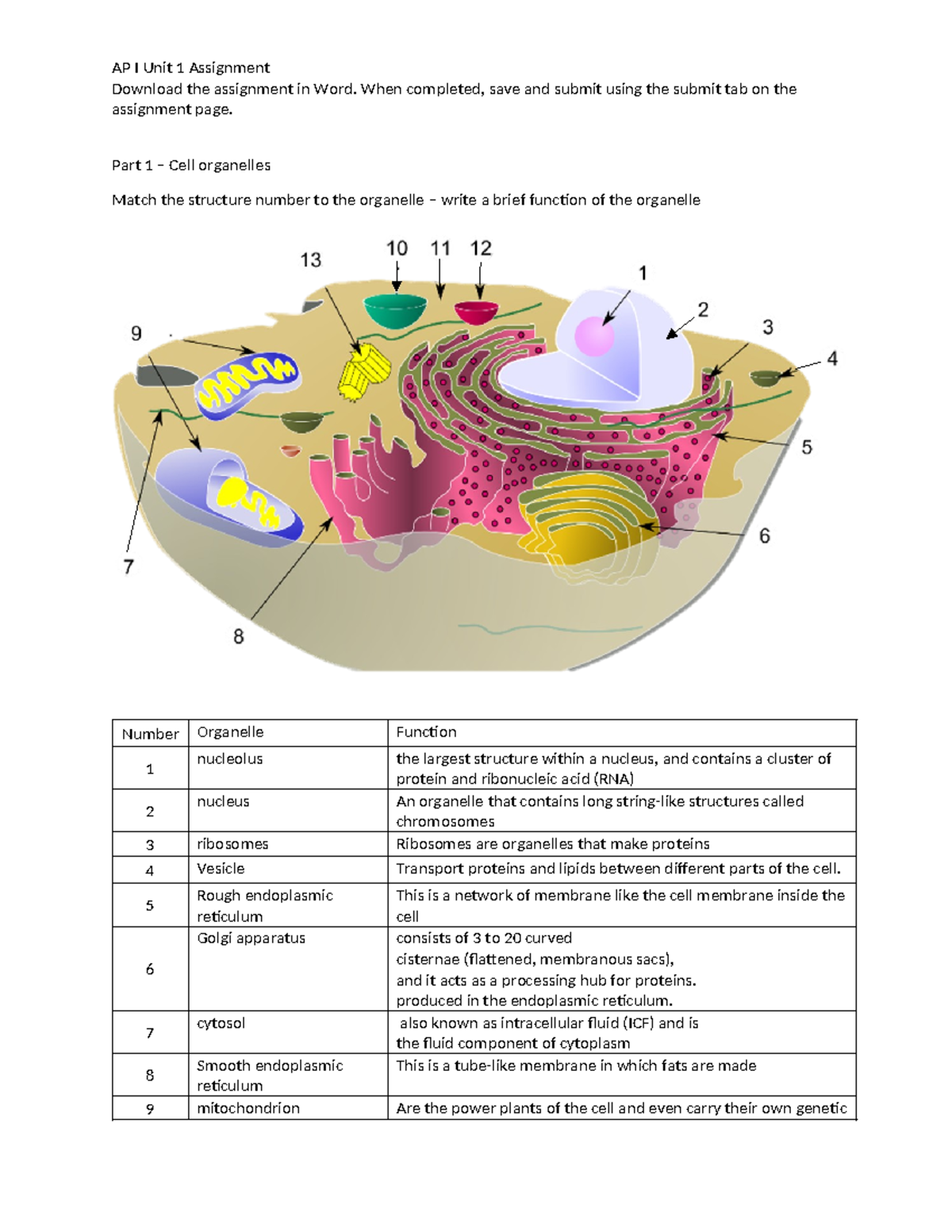 Cell work - anatomy - AP I Unit 1 Assignment Download the assignment in ...