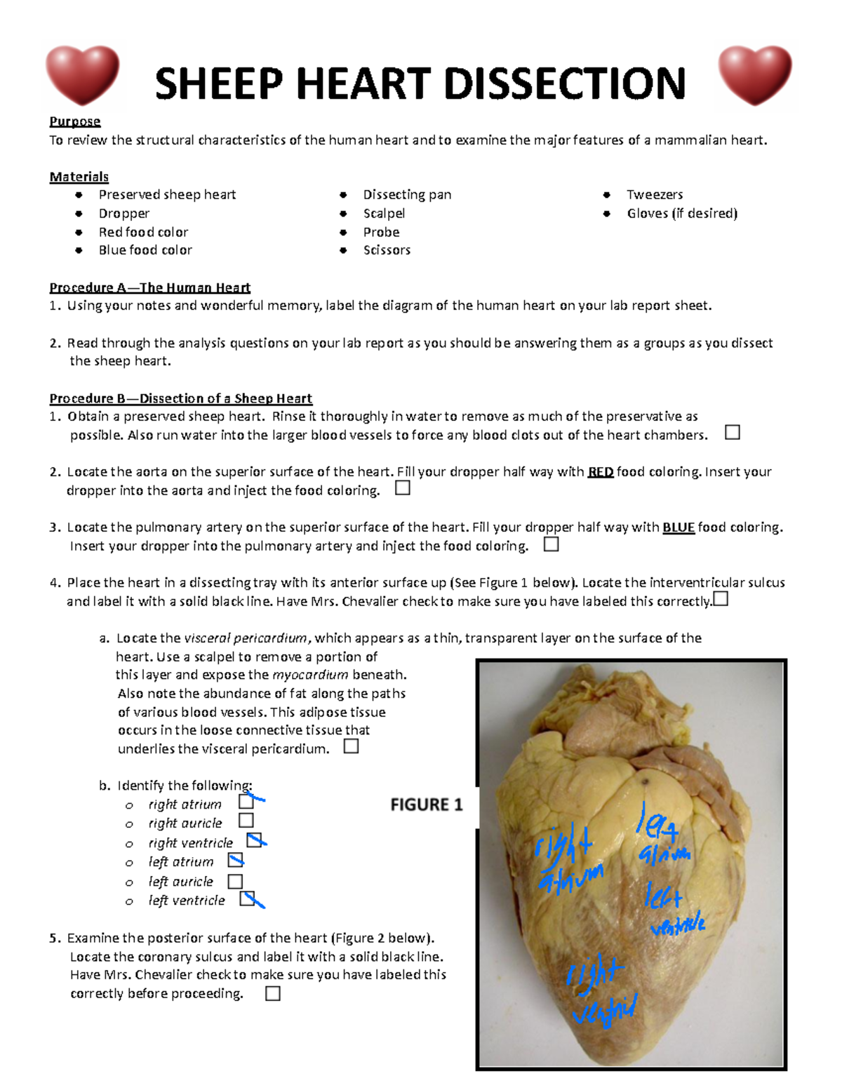 Sheep Heart Dissection - SHEEP HEART DISSECTION Purpose To review the ...