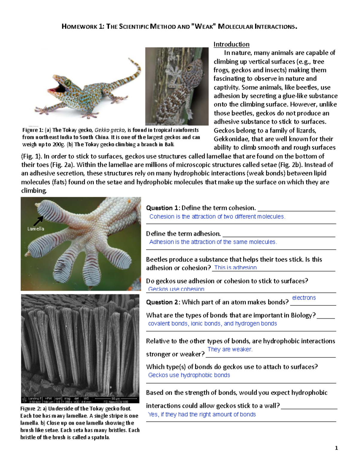 BISC160 Homework 1: The Scientific Method & Gecko Adhesion - Studocu