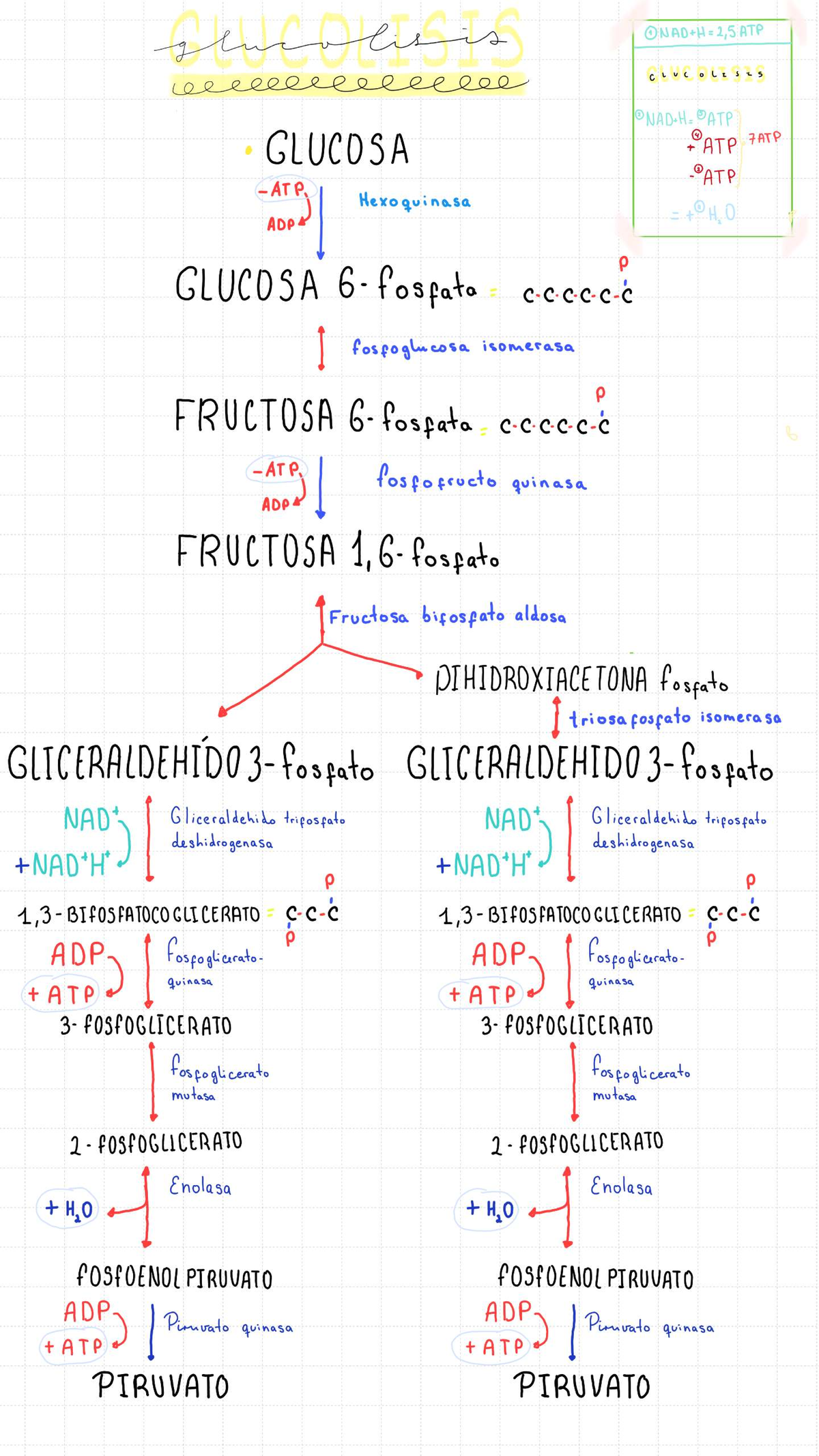 Glucólisis: Proceso Metabólico y Enzimas Clave - Studocu