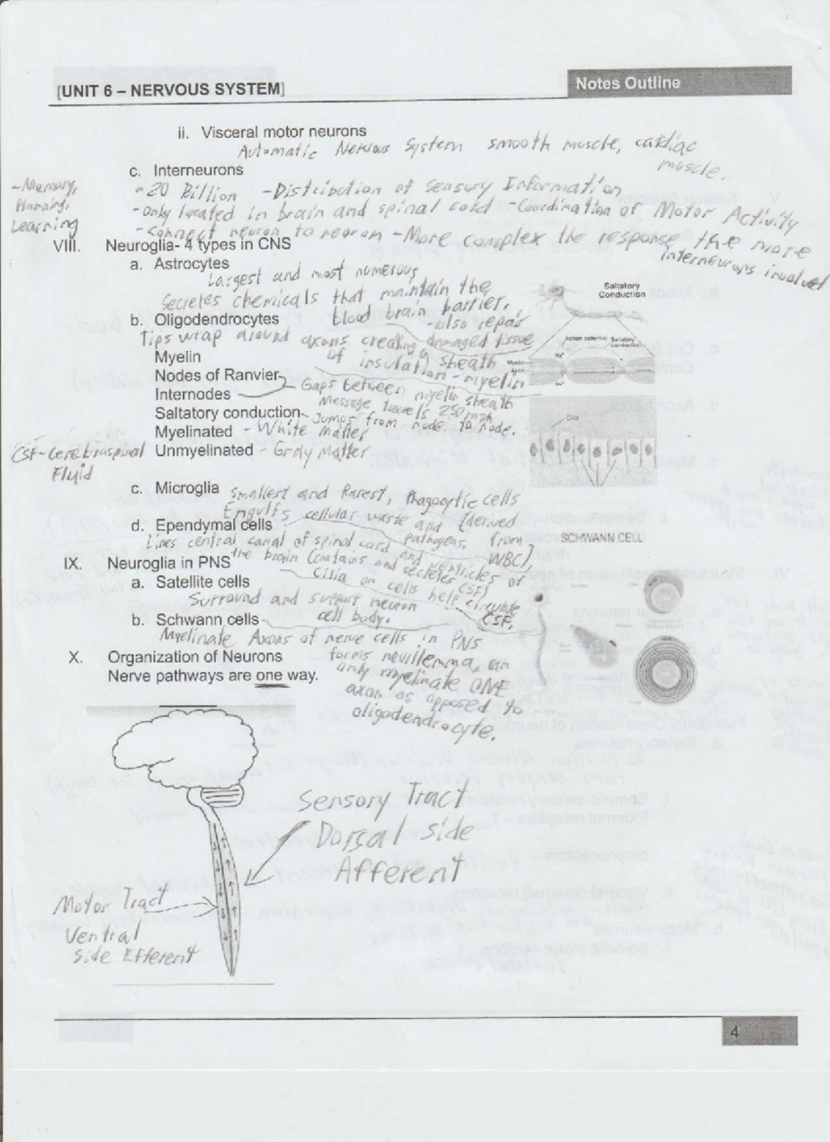 Nervous system notes outline: Visceral motor neurons and interneurons ...