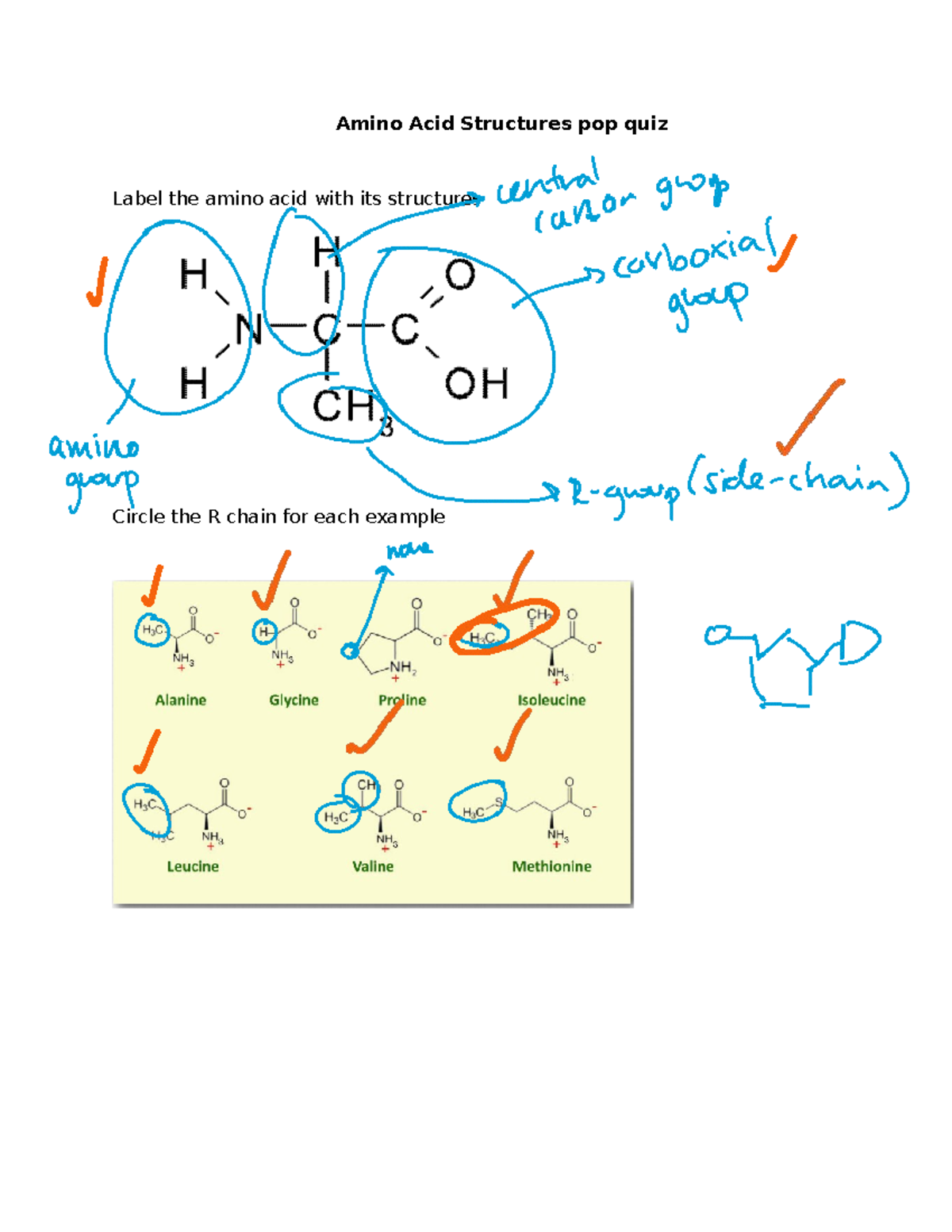 Amino Acid Structures Quiz