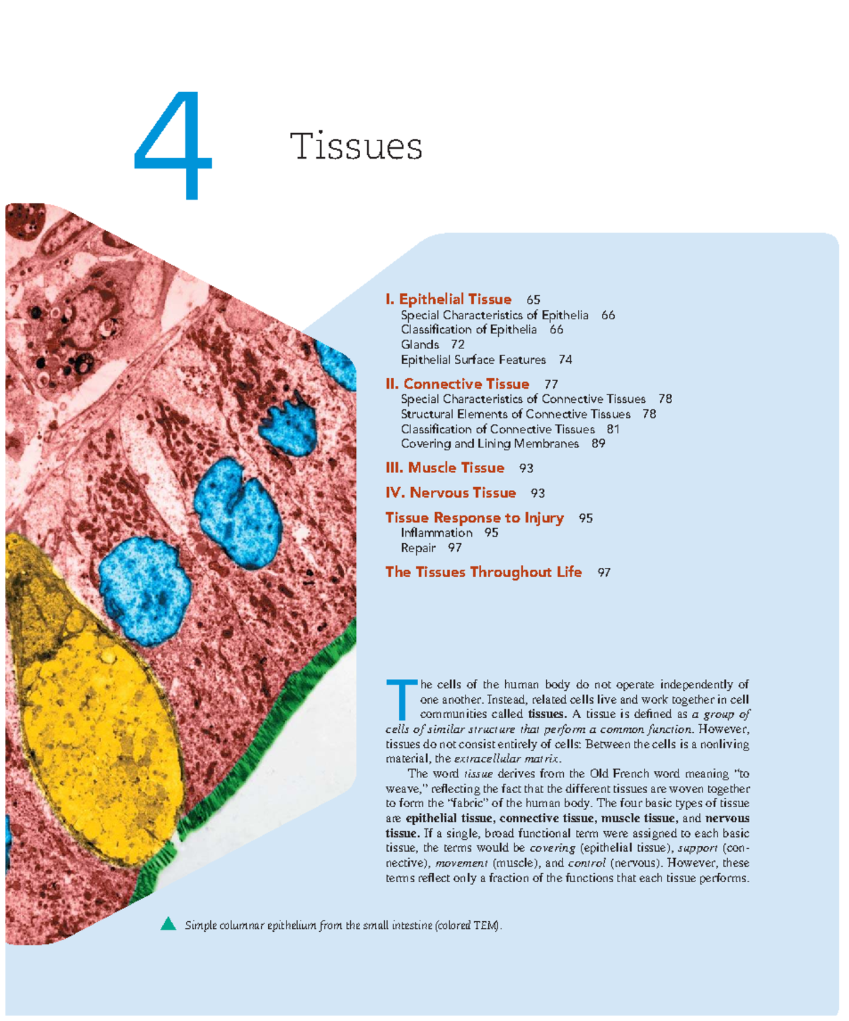 Histology of Tissues: Epithelial, Connective, Muscle, and Nervous (BIO ...