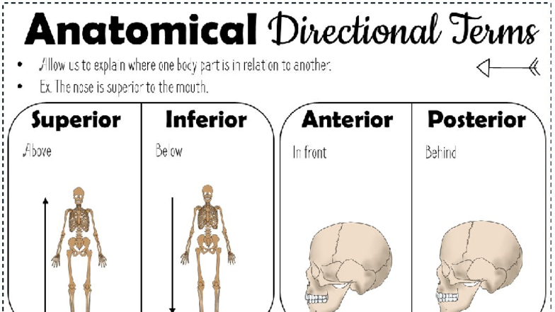 Anatomical Directional Terms Overview for Science 101 - Studocu
