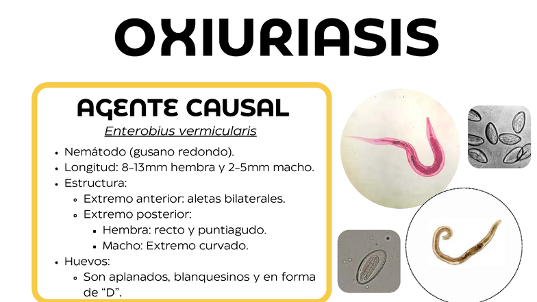 Infografía Oxiuriasis: Agente Causal y Farmacología (OXI 101) - Studocu