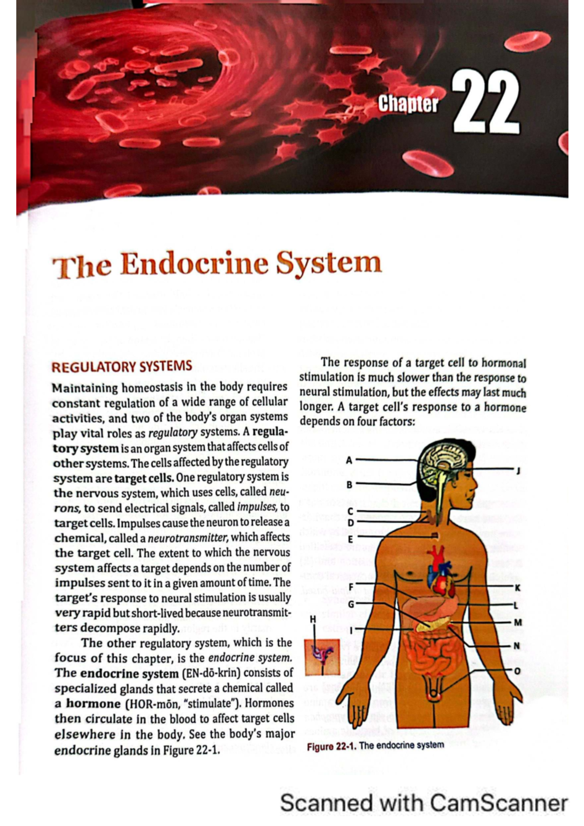 Chapter 22 & 23: The Endocrine and Cardiovascular Systems Overview ...