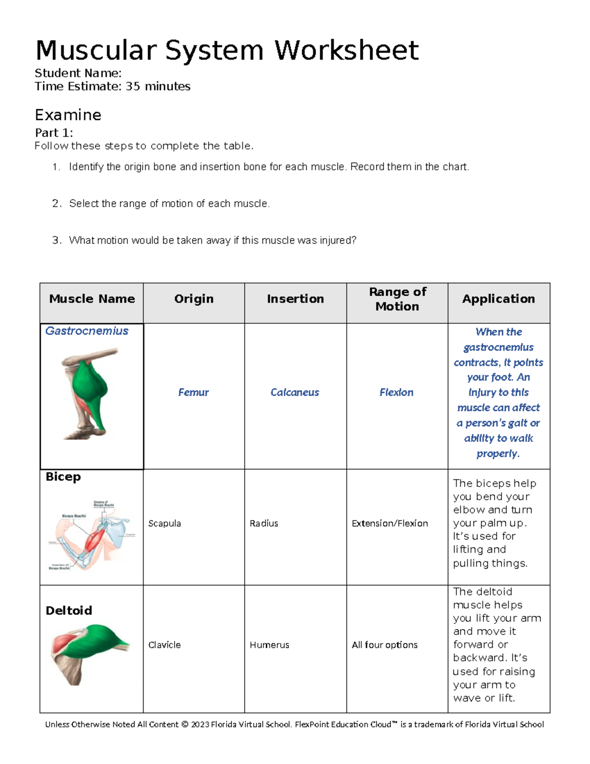 204 muscular system worksheet - Muscular System Worksheet Student Name ...